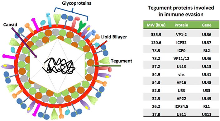 herpes simplex virus type 2