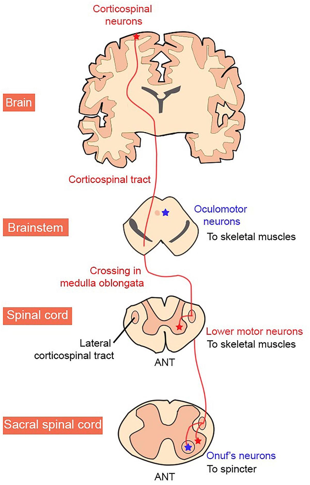 gamma motor neurons function