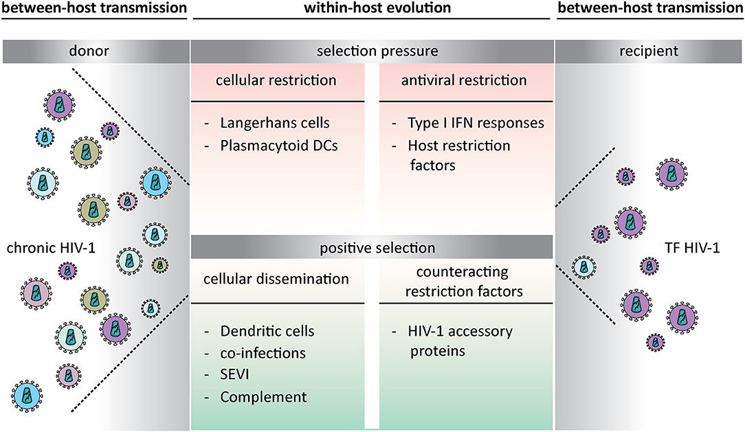 negative selection evolution