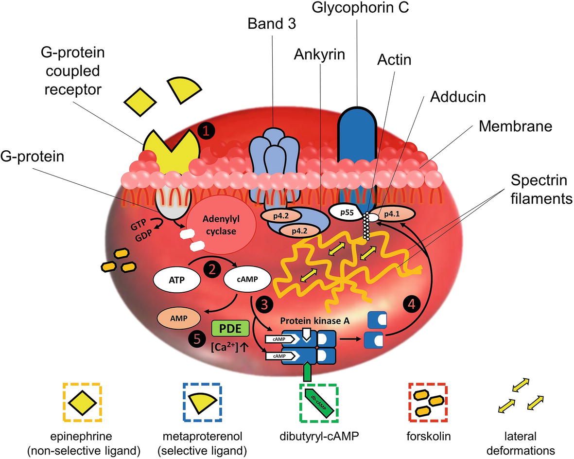 Epinephrine Pathway