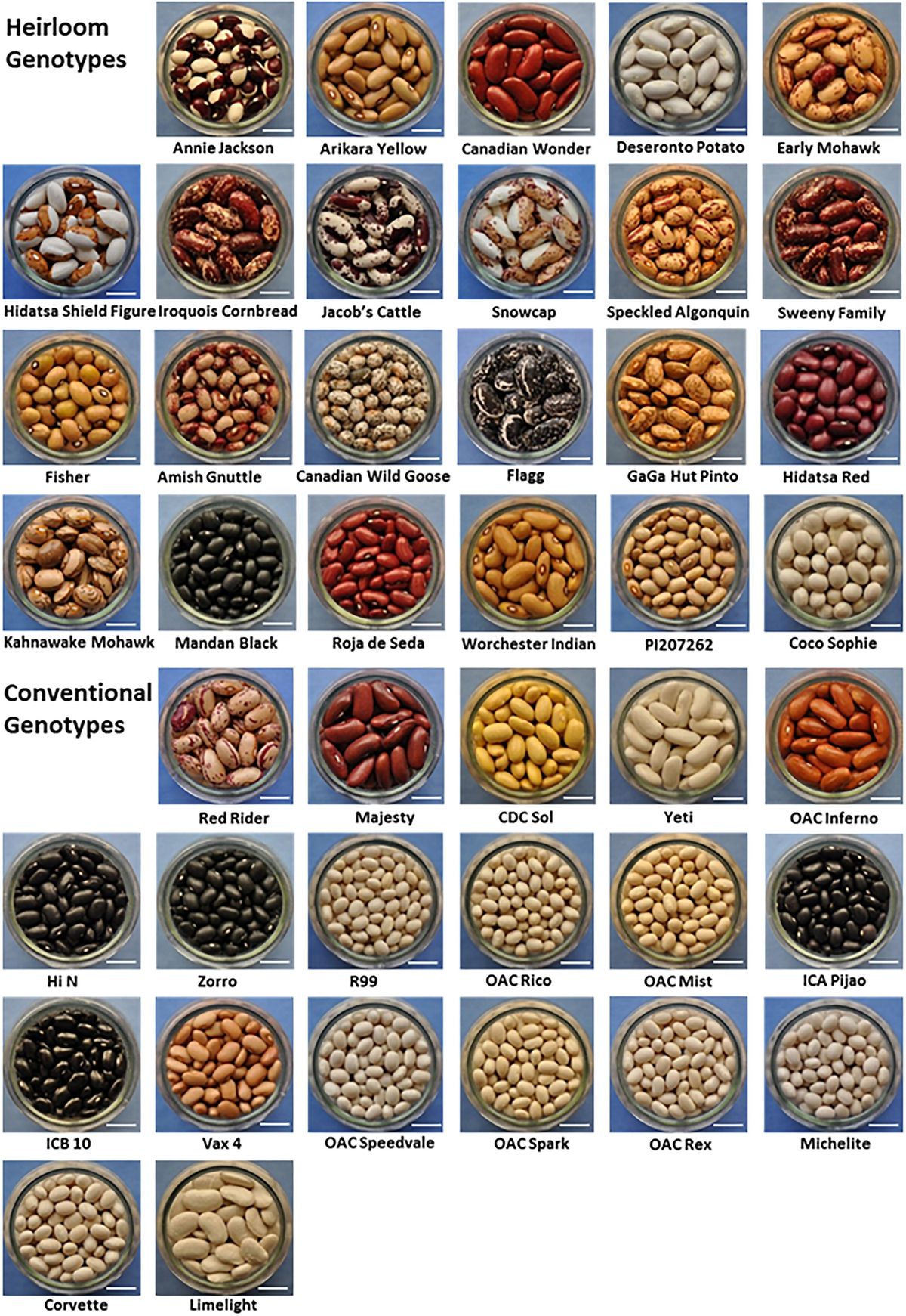 pgro bean varieties