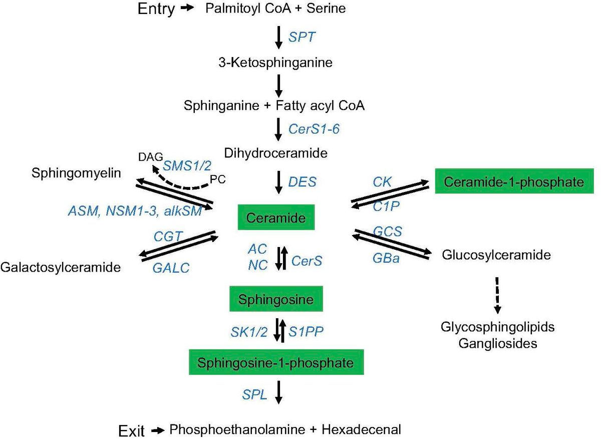 sphingomyelinase d