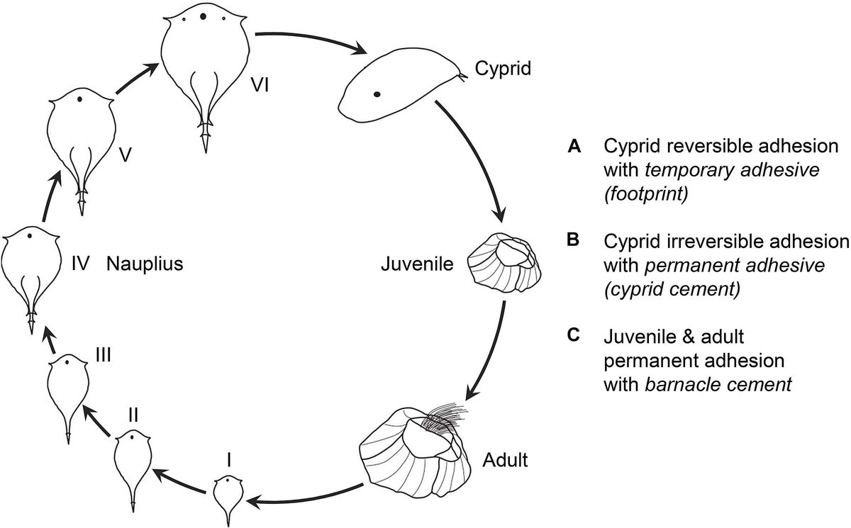 barnacle diagram