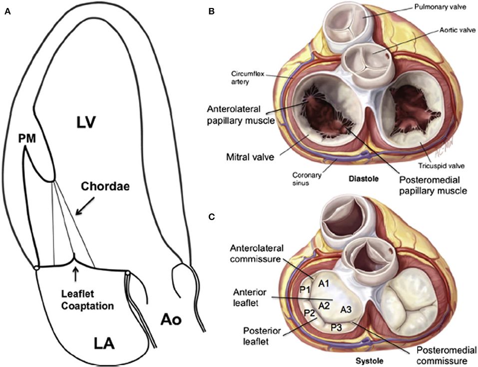 normal mitral valve diameter