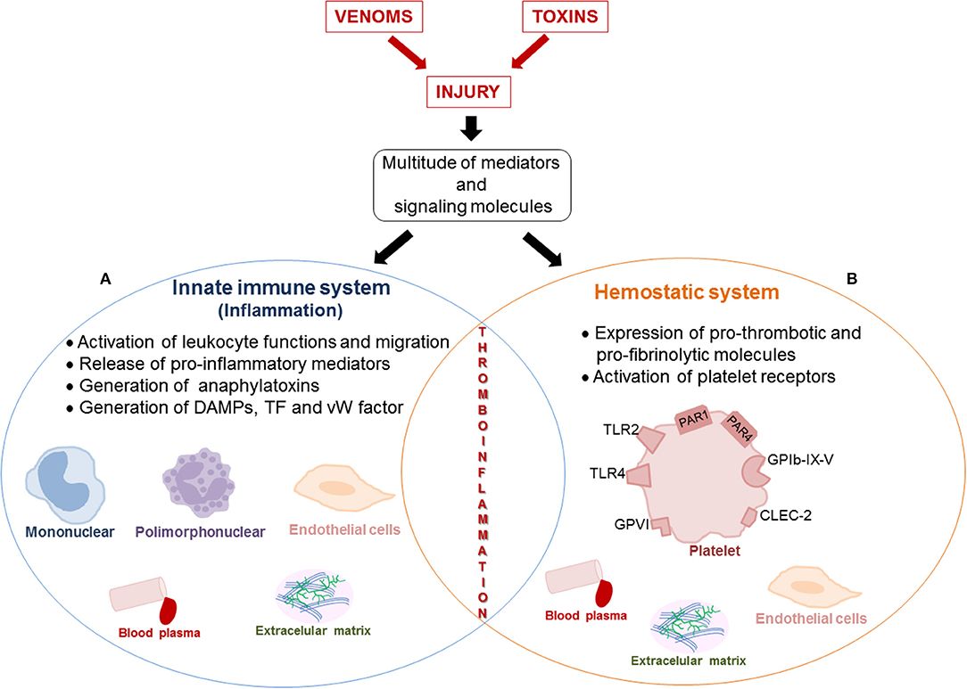 echinocytes snake bite