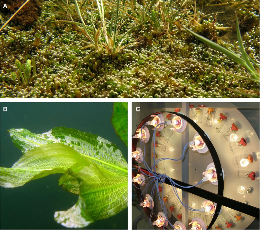 underwater plants examples