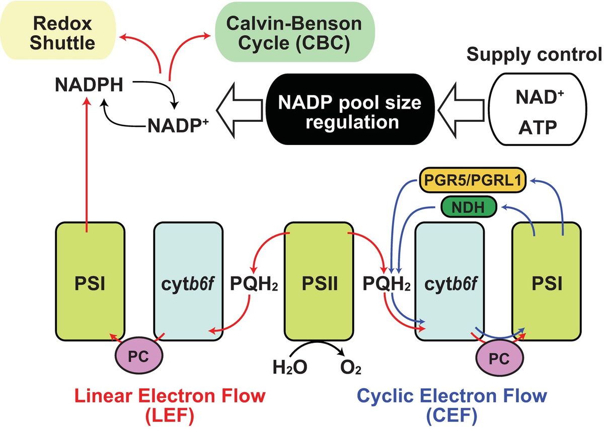 nadp molecule