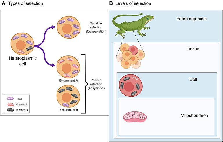mitochondria different shapes