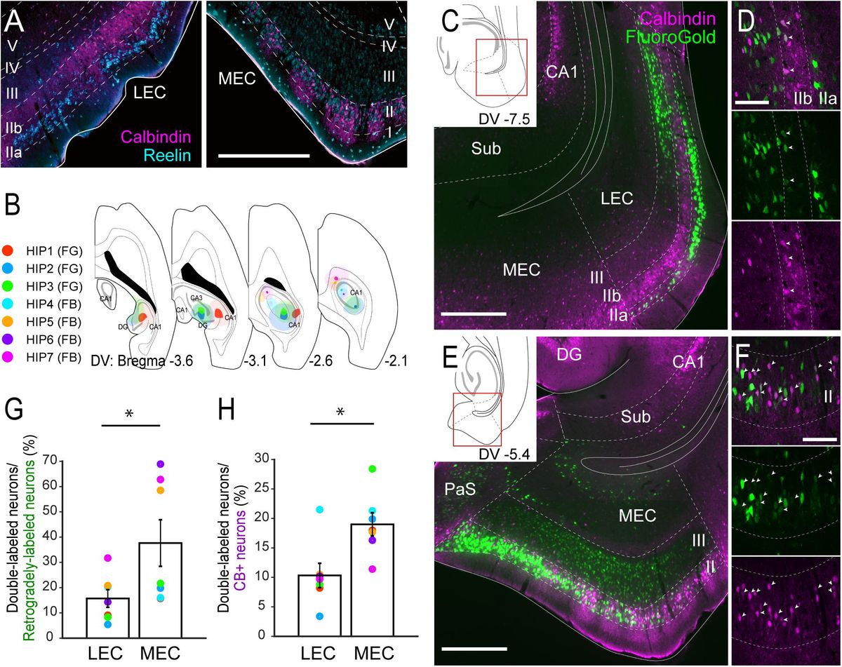 entorhinal cortex mouse