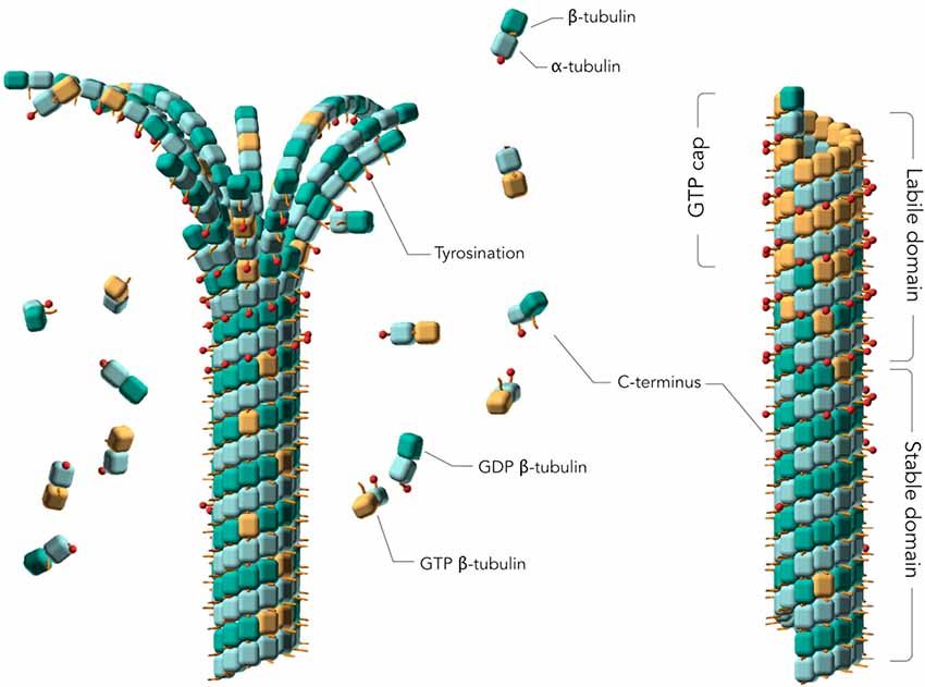 microtubules function a level