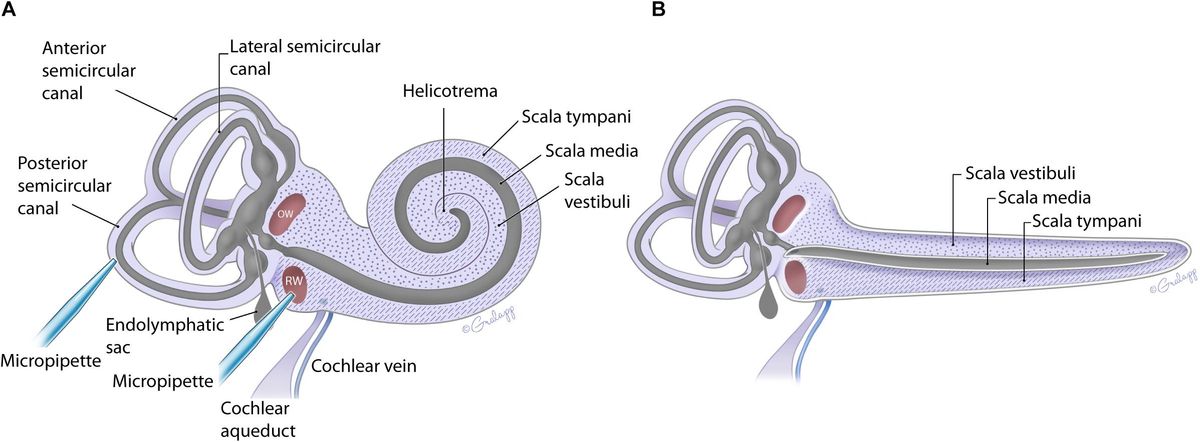 helicotrema function