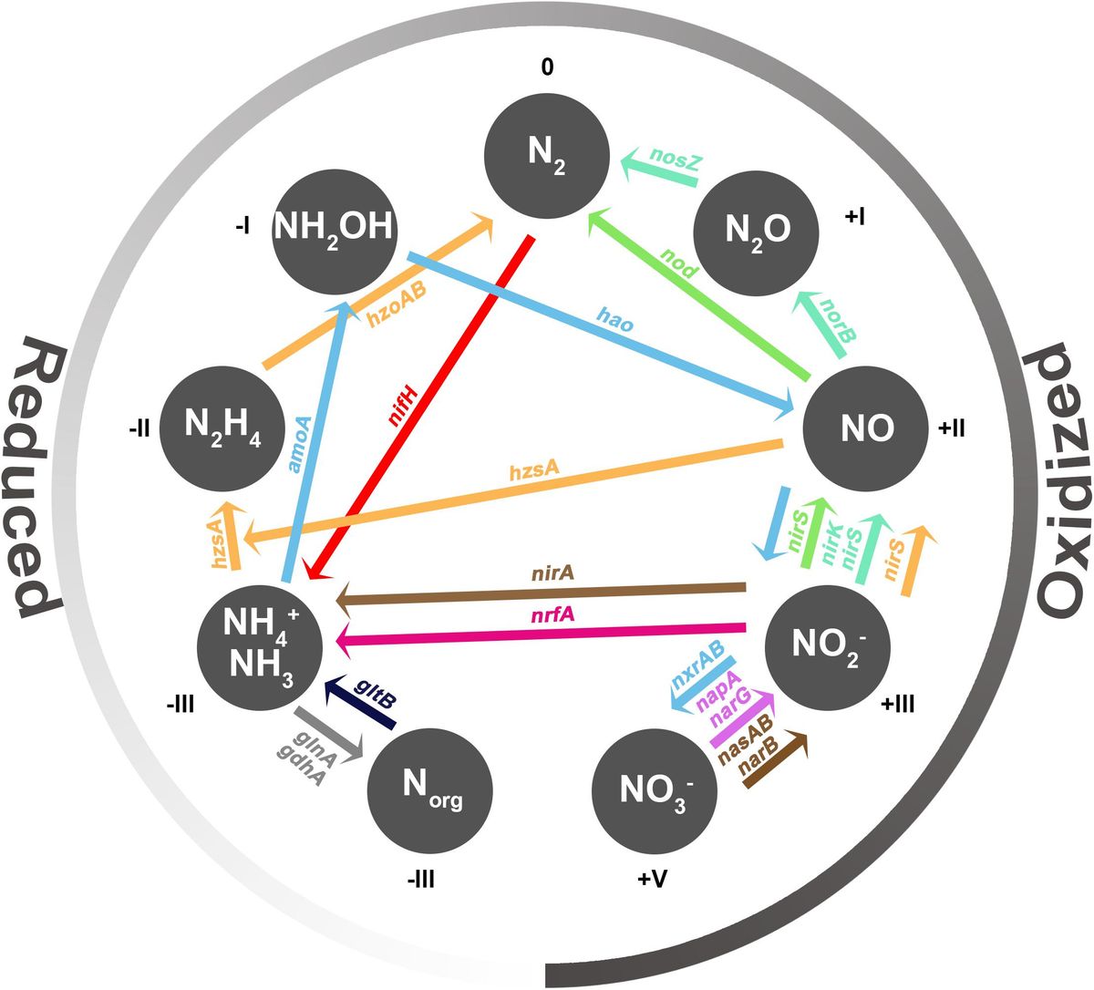 nitrogen cycle 6 marker