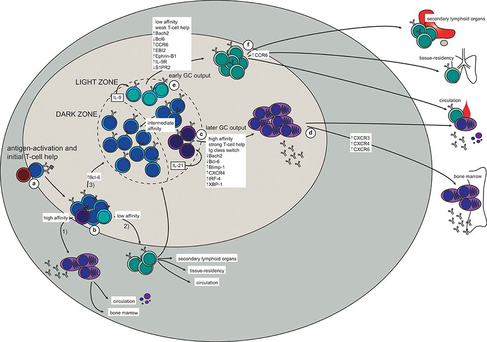memory b cells role
