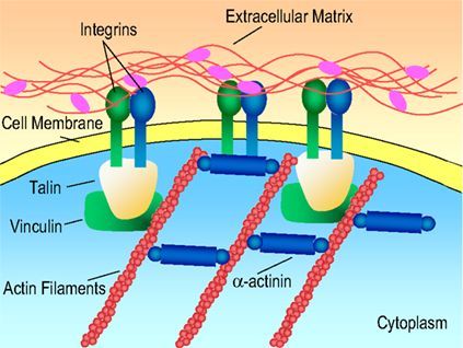 adhesion diagram