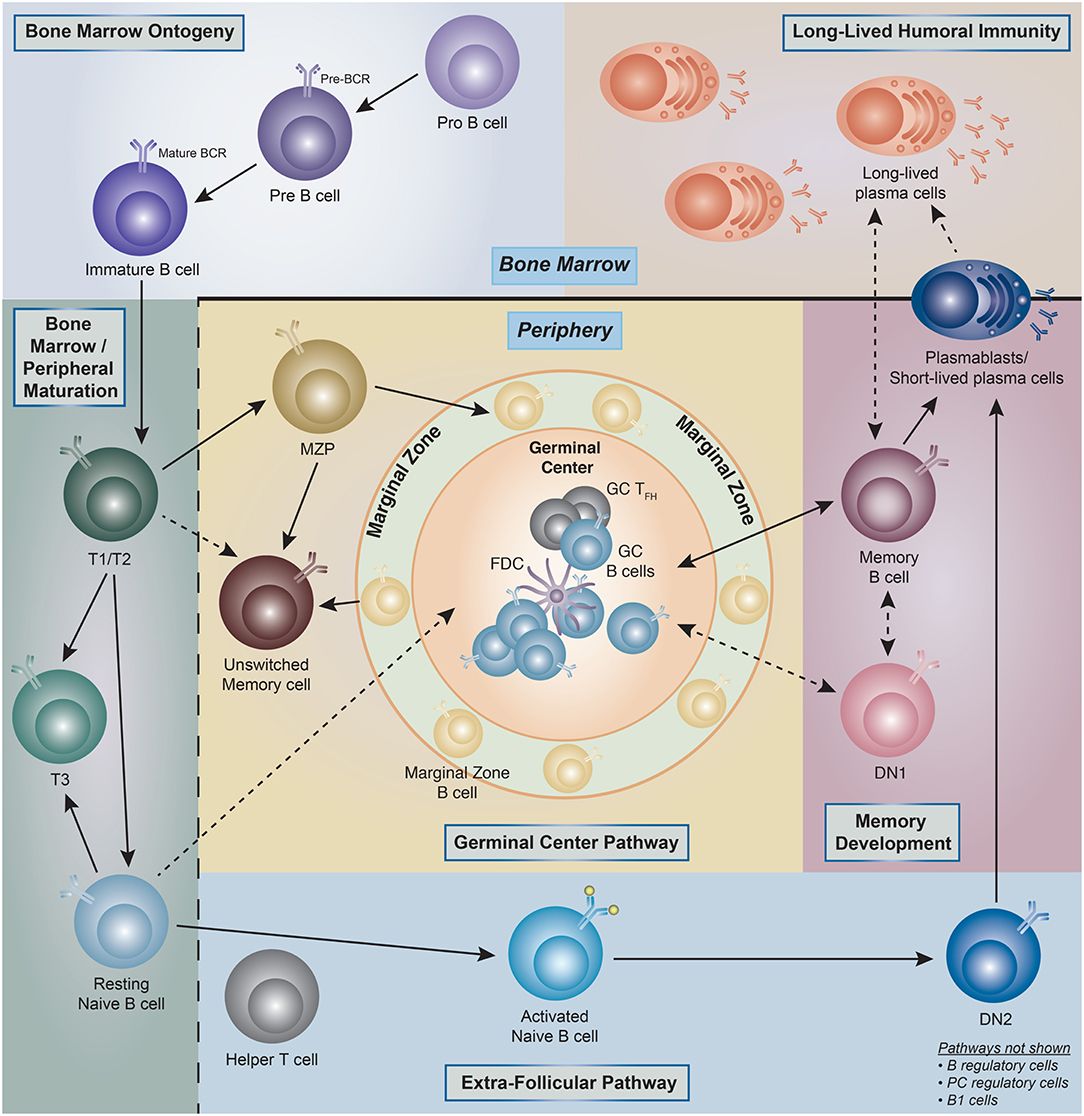 memory b cell markers