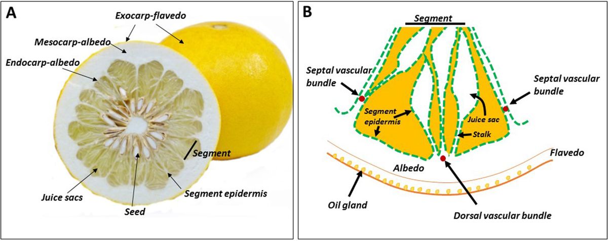 hesperidium fruit examples