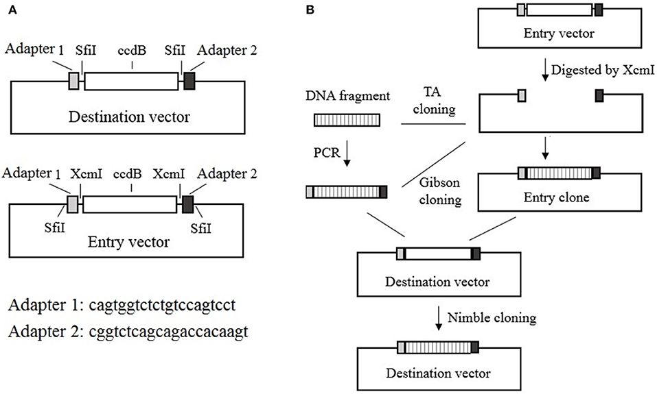 dna cloning process