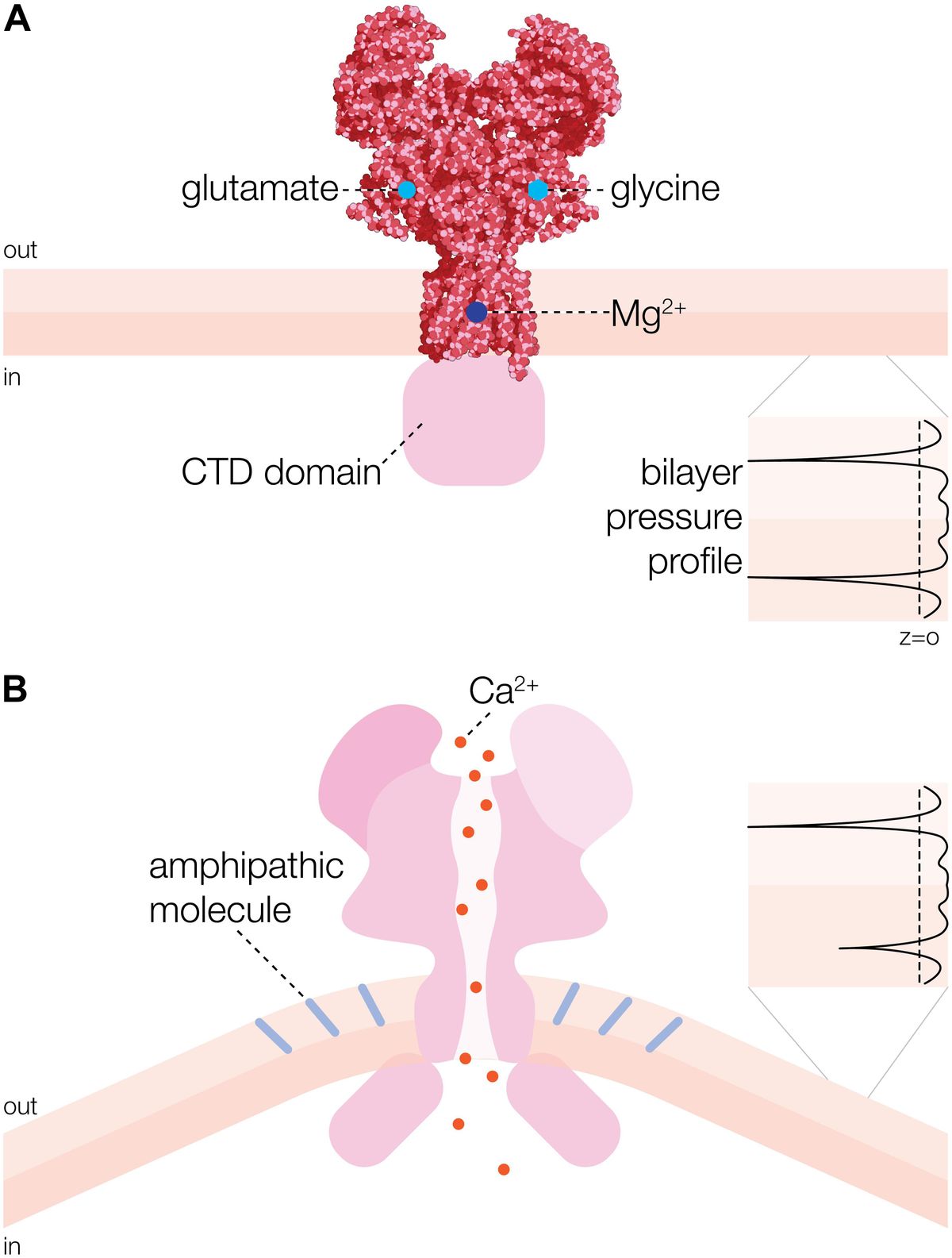 amphipathic molecules