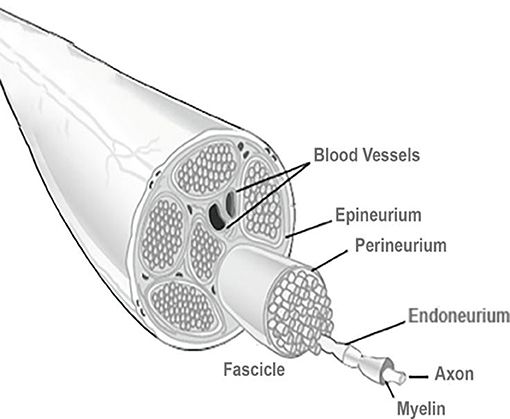 peripheral nerve structure