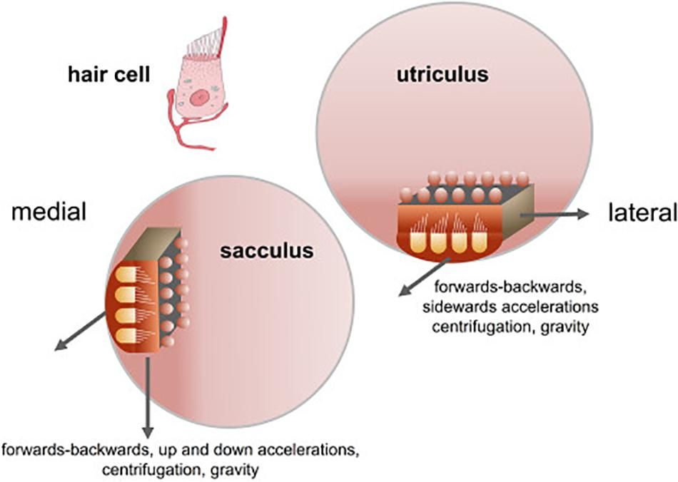 saccule and utricle diagram