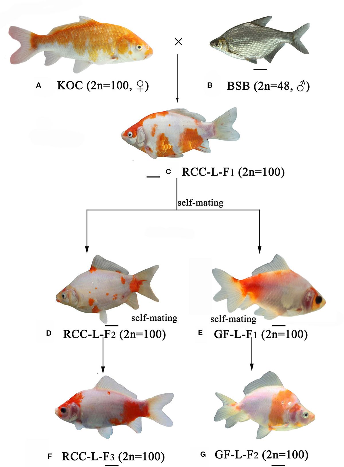 goldfish breeding behavior
