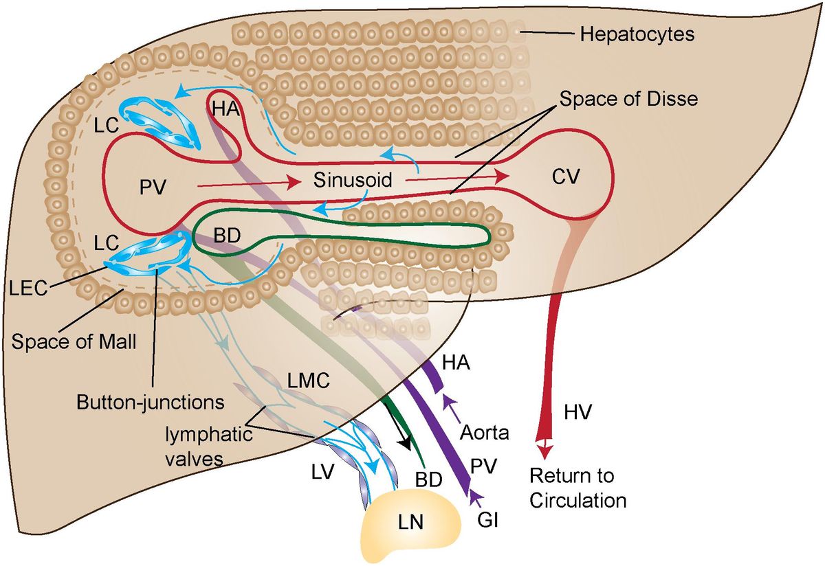 common hepatic artery lymph node
