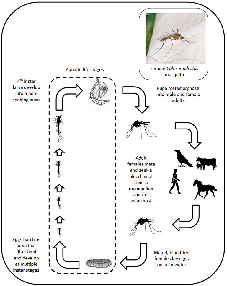 veterinary vector borne diseases