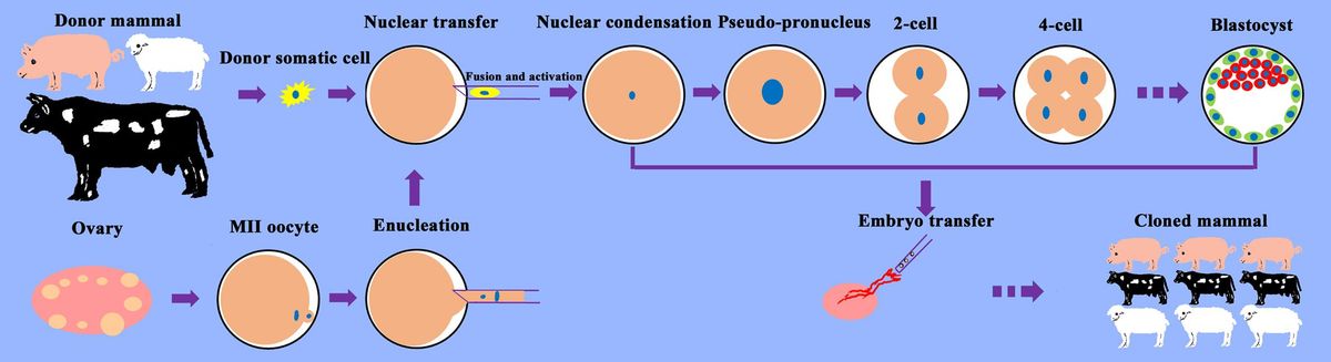 somatic gene therapy process
