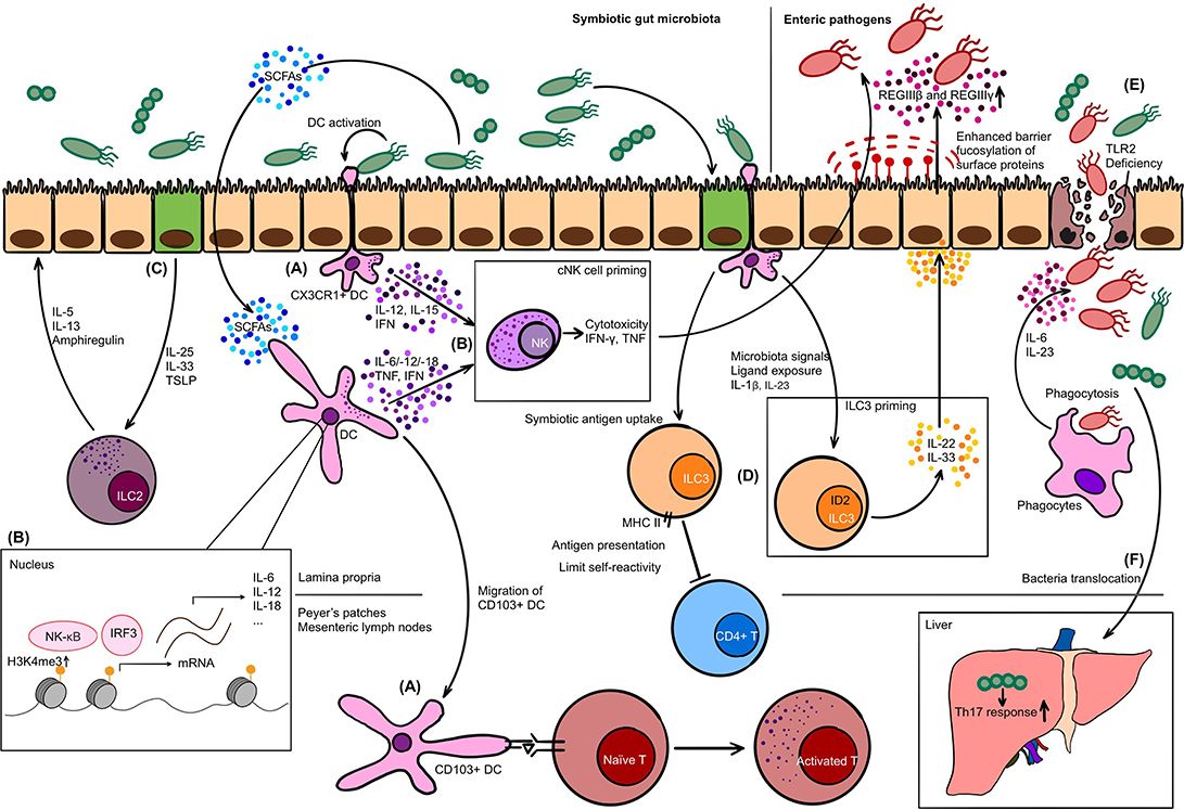 gut microbiota and immune function