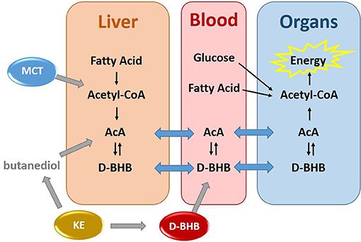 beta hydroxybutyrate uk