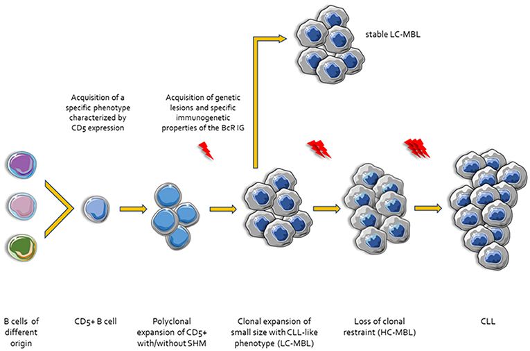 b cell malignancies
