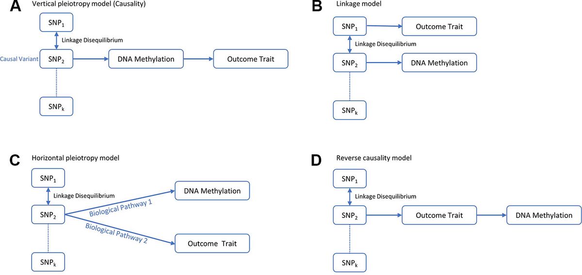 pleiotropy mendelian randomization