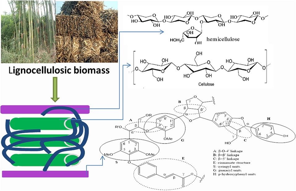 hemicellulose structure