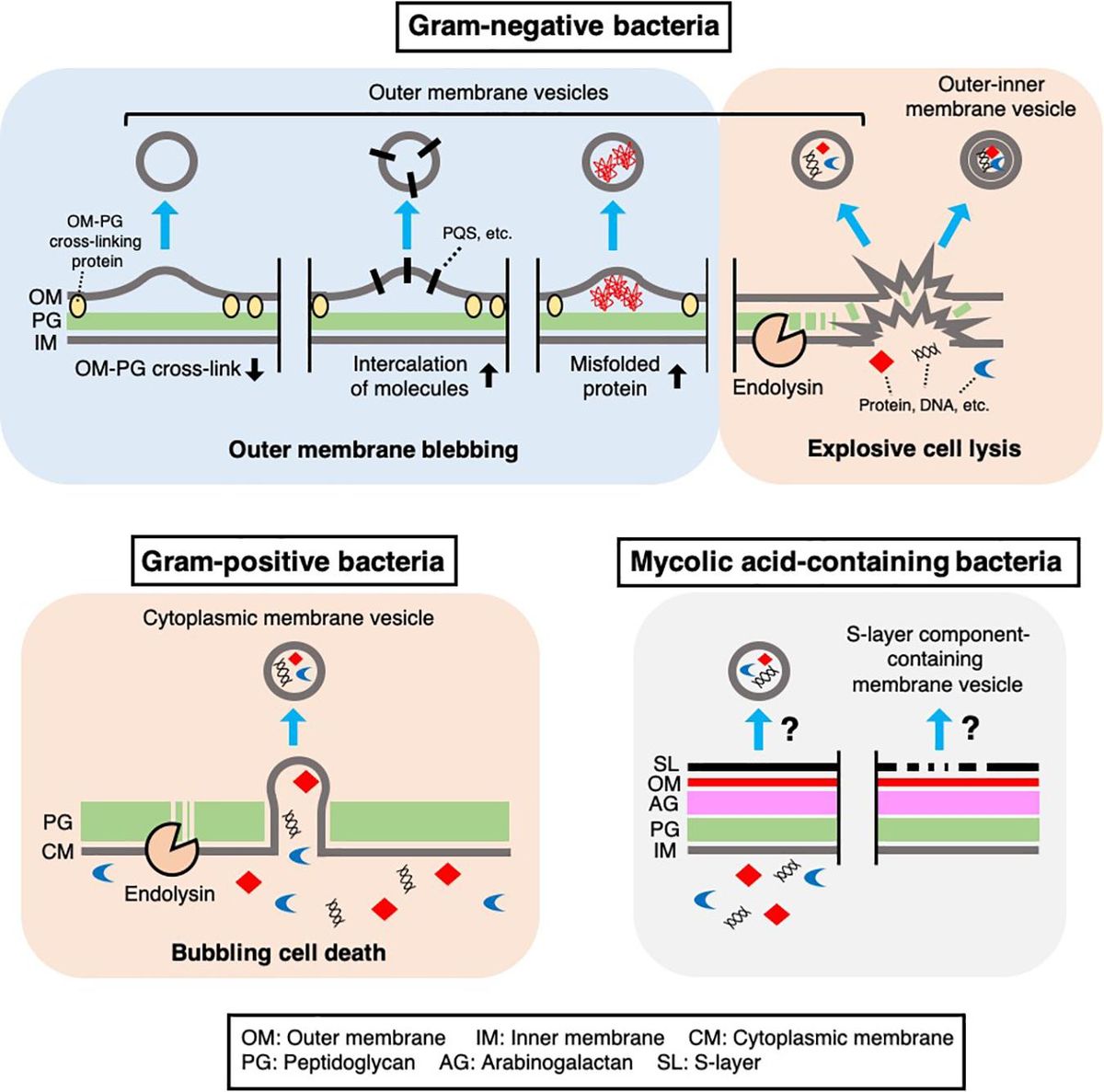 bacterial cell lysis