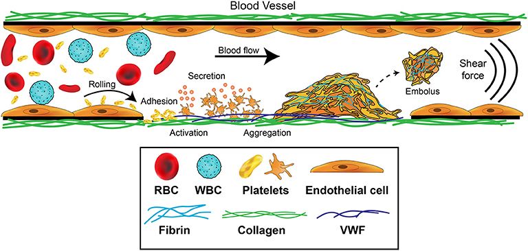 fibrinogen and platelets difference