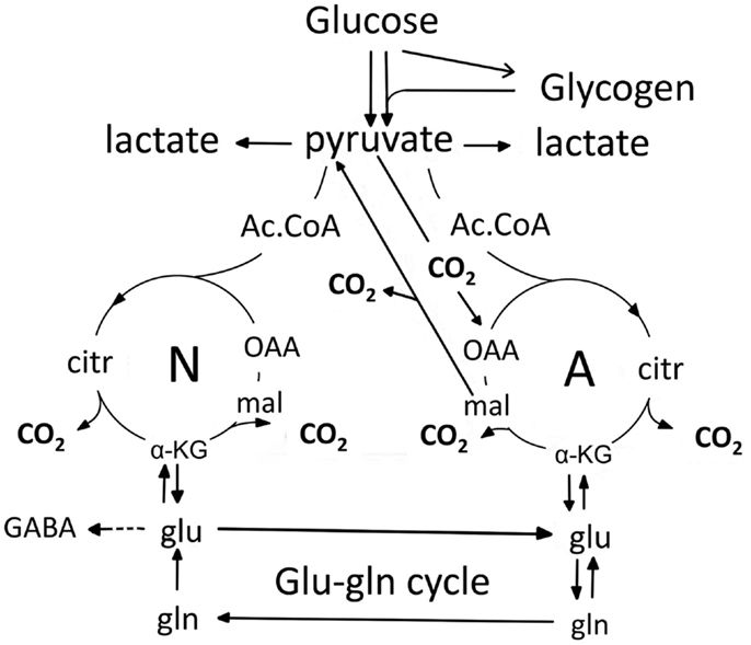 does glutamine increase gaba