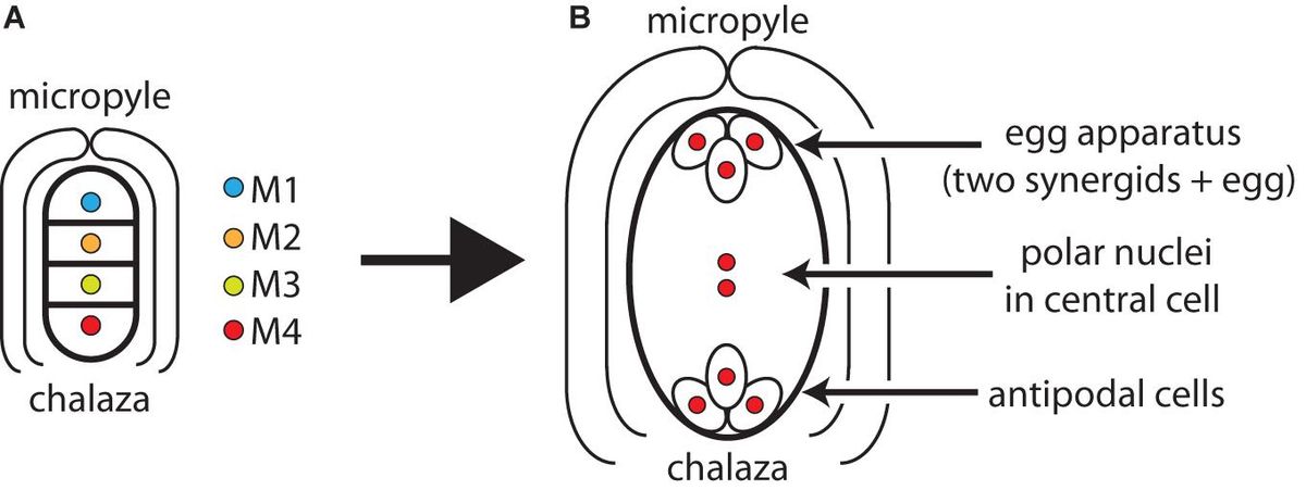 polar nuclei function