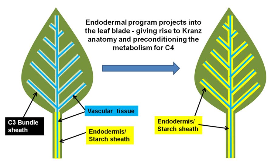 monocot leaf processing reticulate venation
