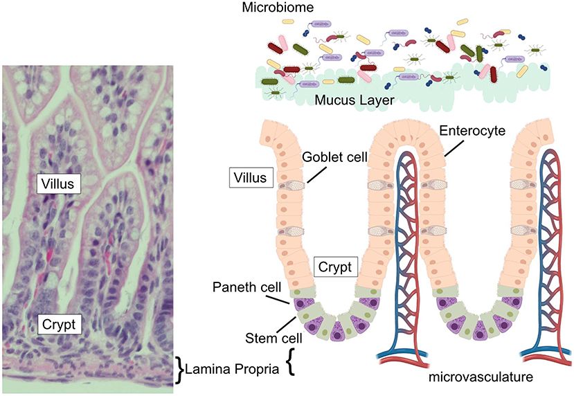 paneth cells secrete