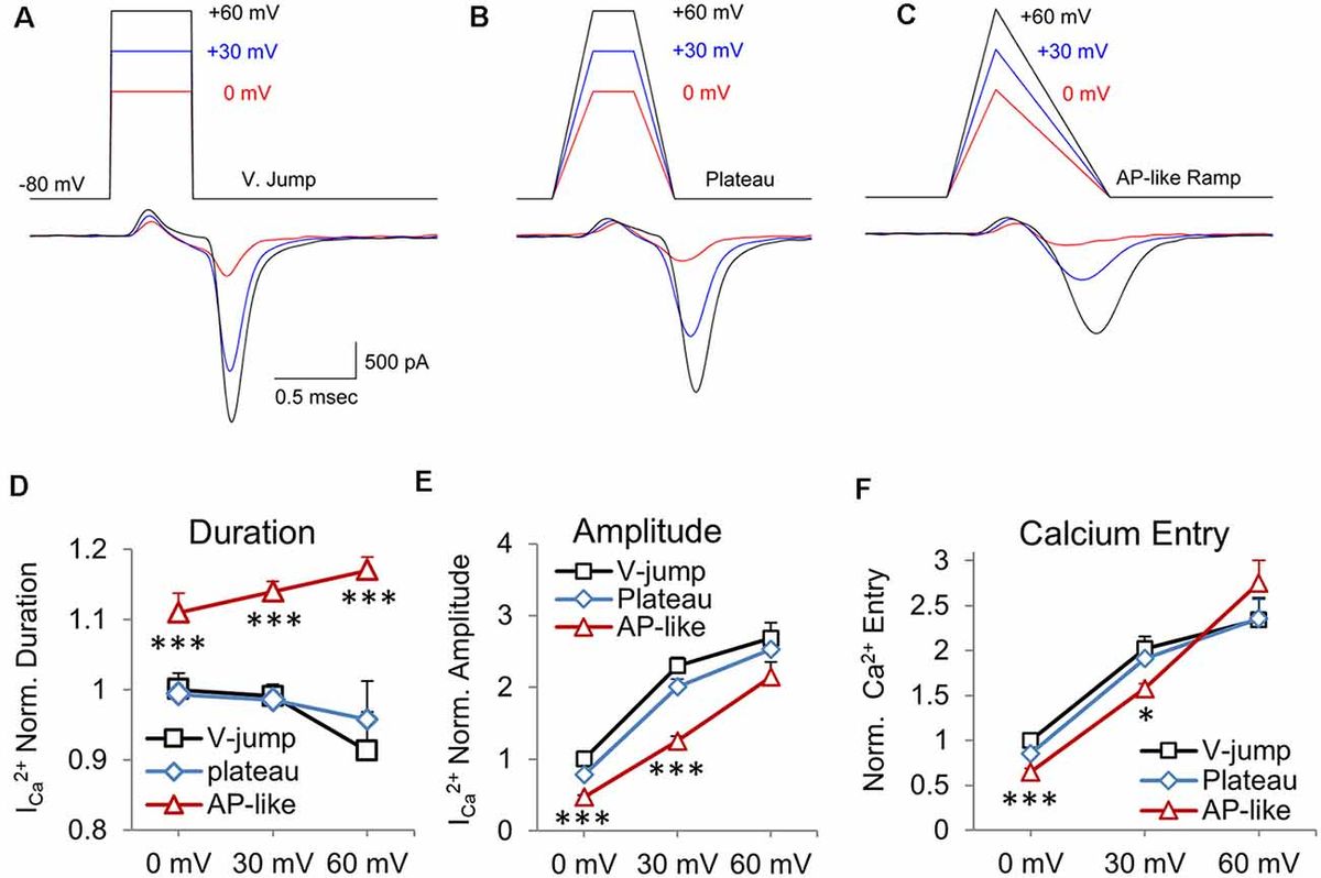 presynaptic membrane calcium