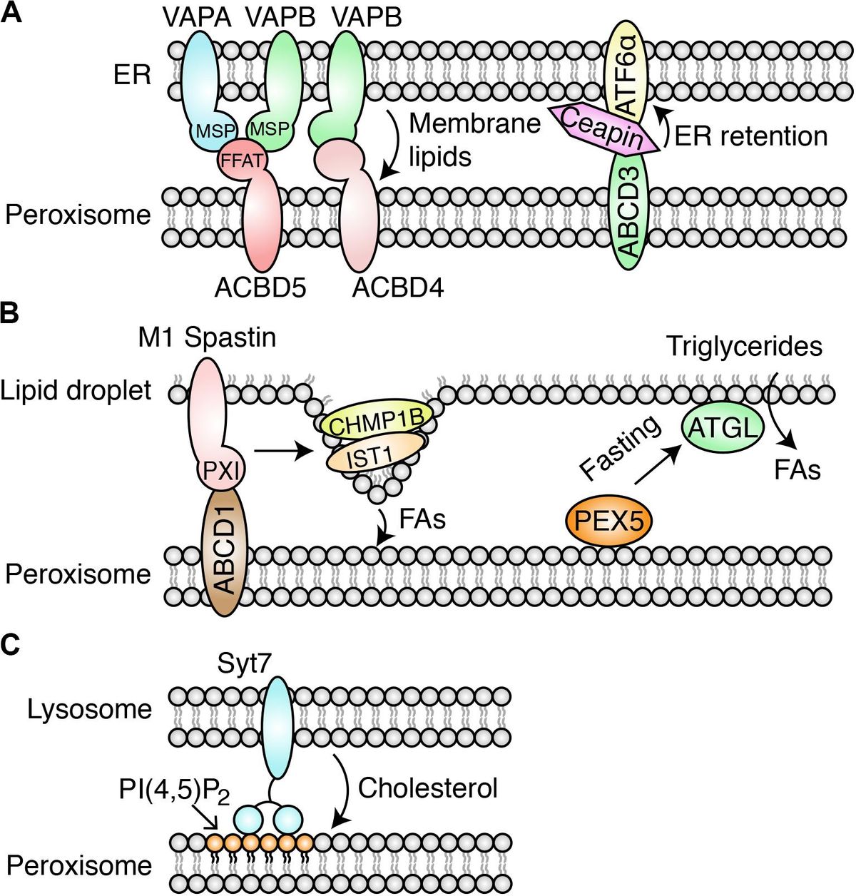 peroxisome function in human cell