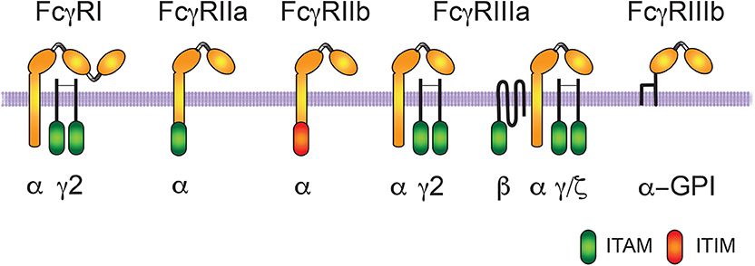 phagocytosis process steps