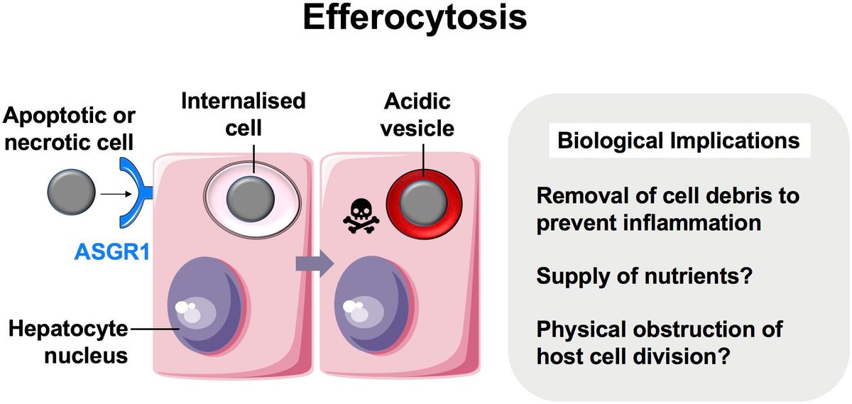 hepatocytes cell structure