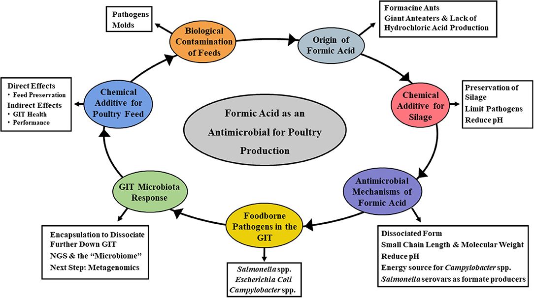formic acid deficiency