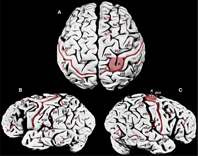 Albert Einstein Brain Vs Normal Brain