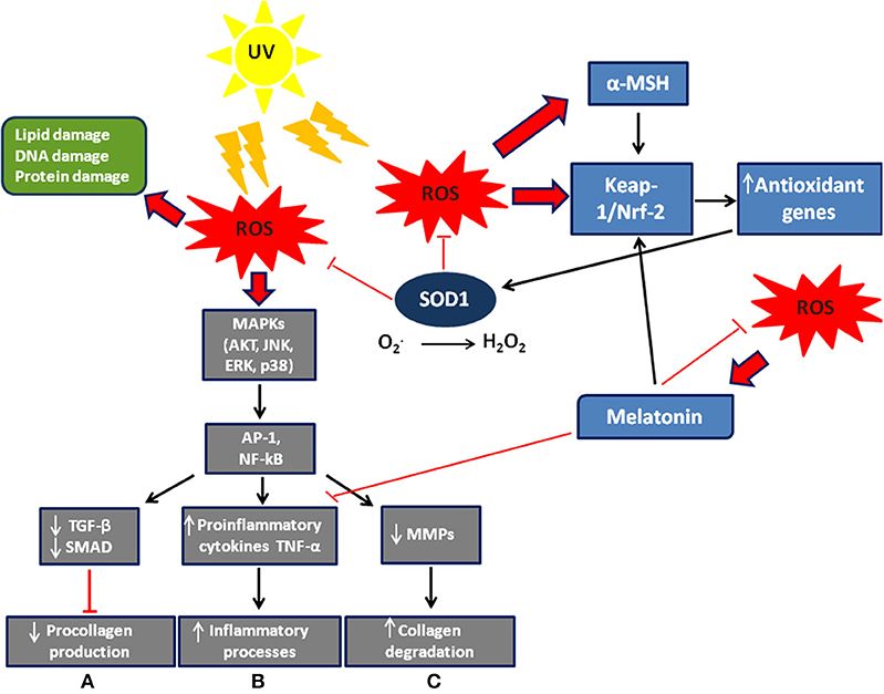 superoxide dismutase function