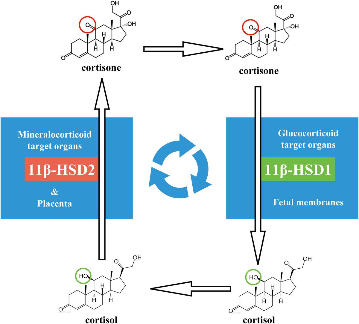 cortisol function in pregnancy