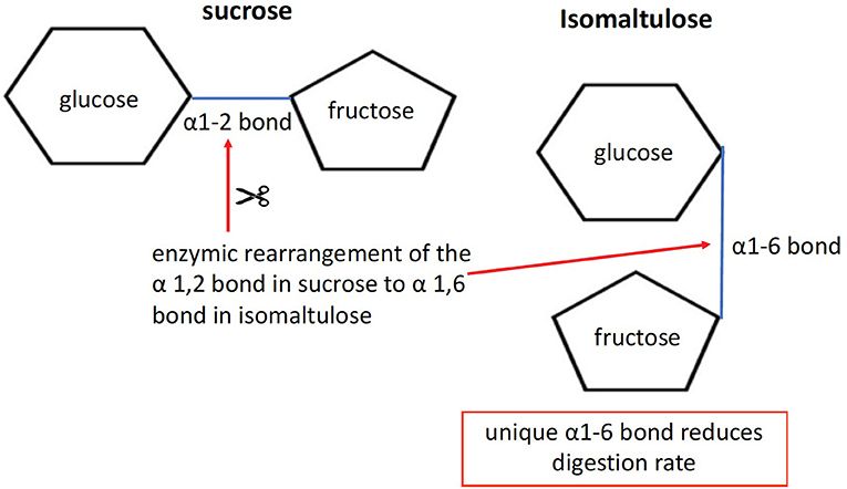 sucrose structure bond