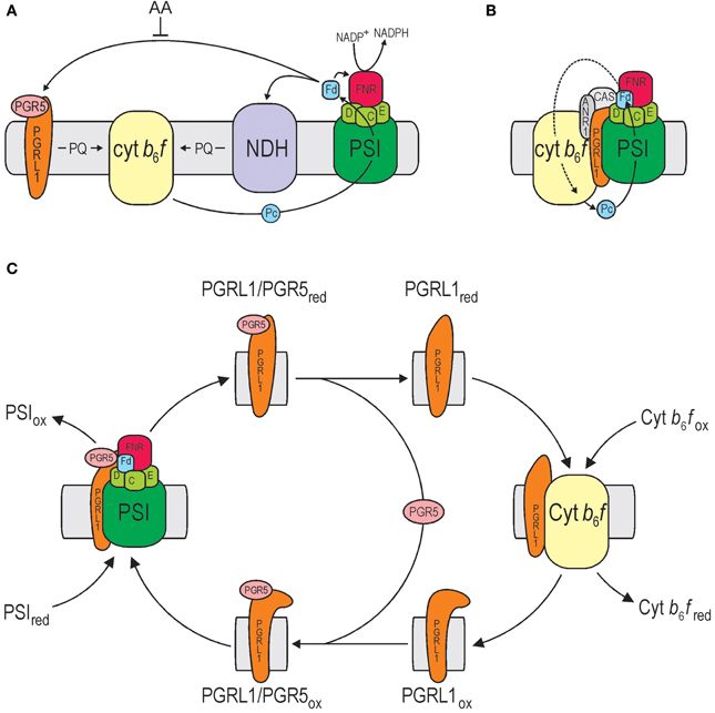 cyclic electron flow