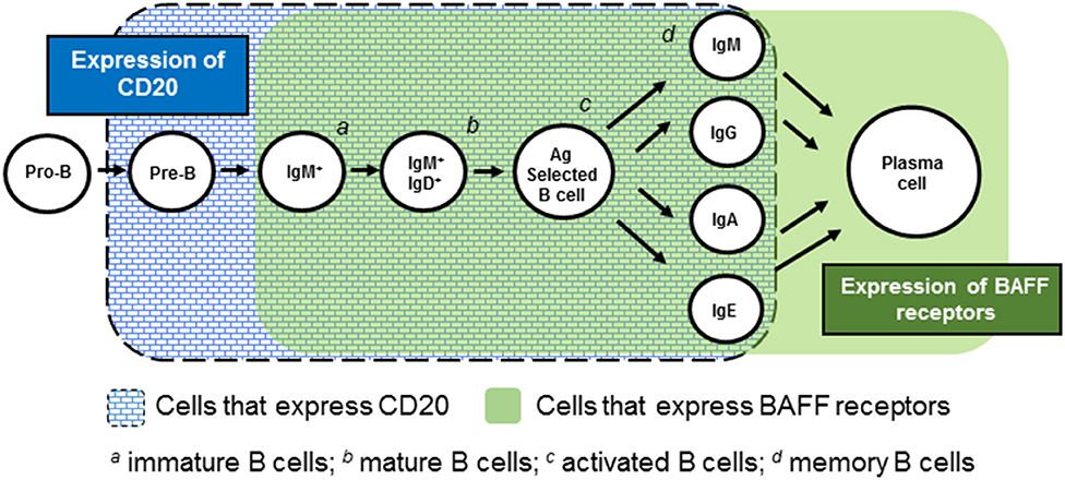 rituximab cd20 expression